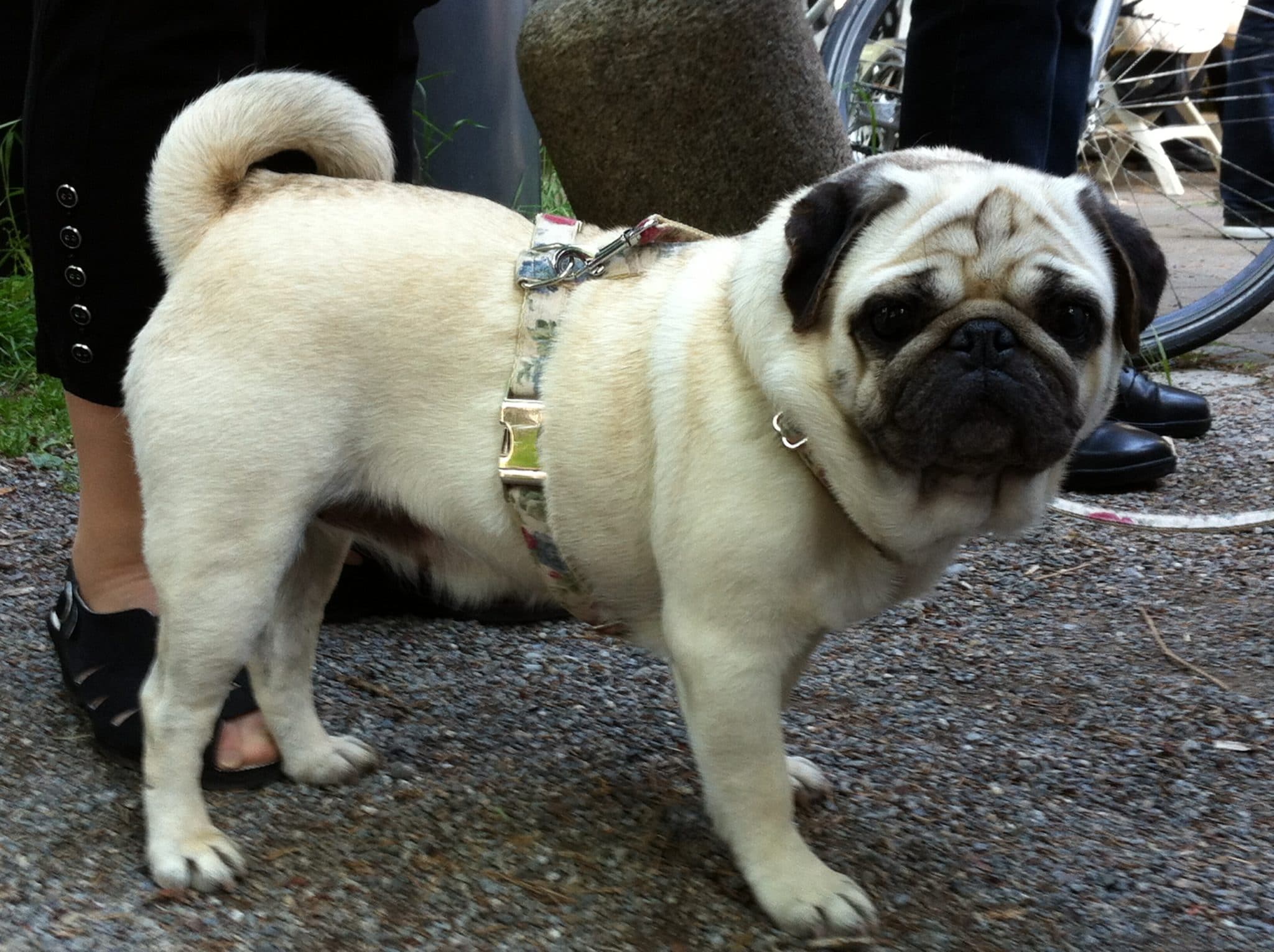 Ein MOPS für Loriot in Stuttgart | Kunst und Reisen